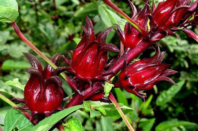 7 Jenis Bunga Cantik yang Aman Dikonsumsi dan Kaya Manfaat Kesehatan